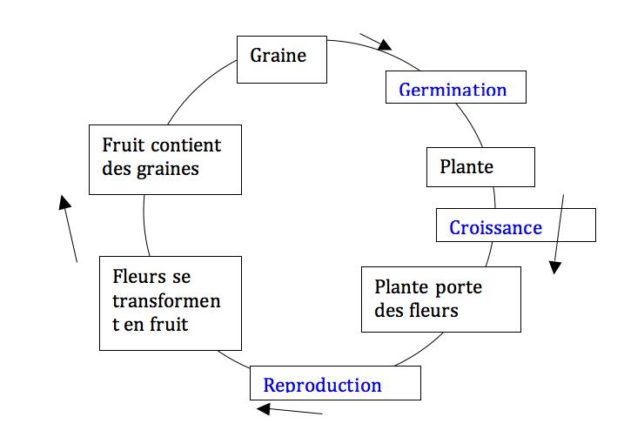 Conséquences - Le cycle de développement des plantes | Demain c'est nous